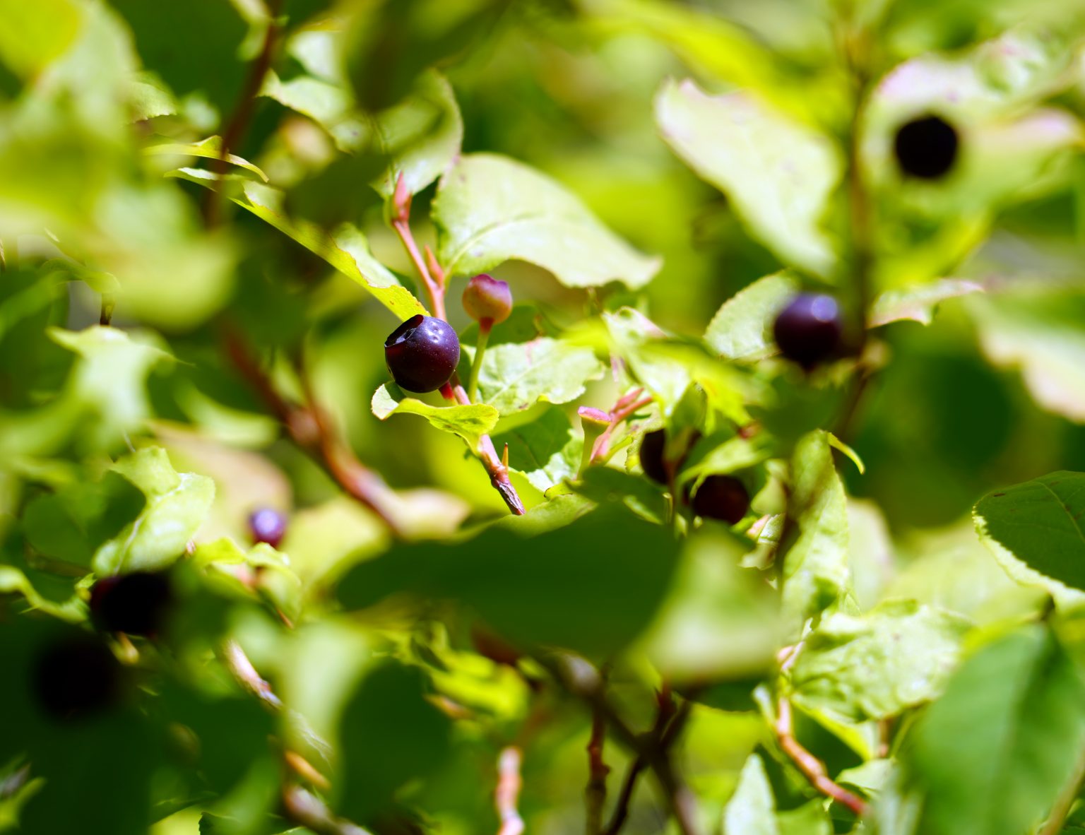 Summer is huckleberry season! 7 tips for picking hucks at Whitefish ...